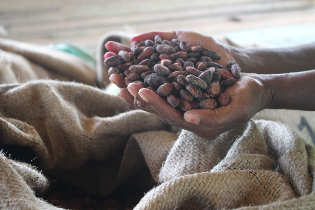 Cacao-Trace, notre programme de cacao durable - Puratos