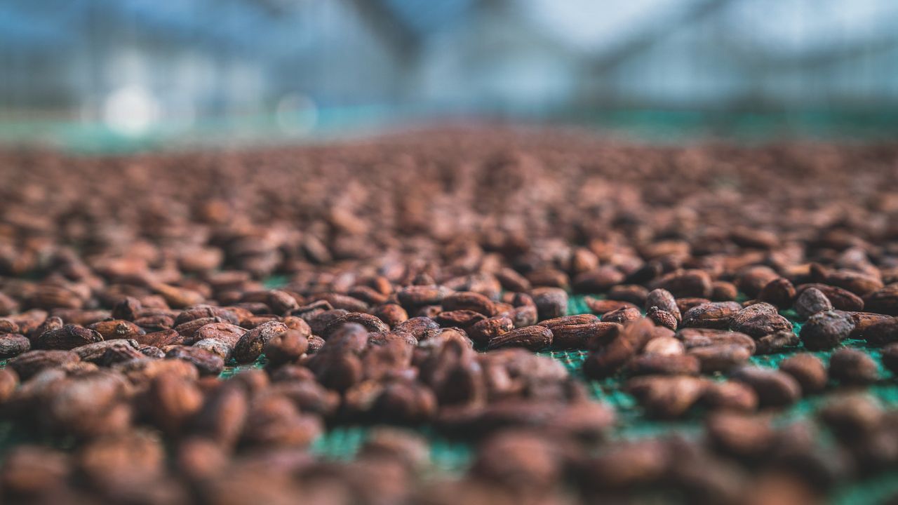 Cacao-Trace, notre programme de cacao durable - Puratos